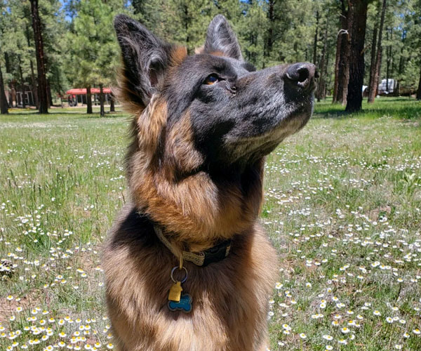 Meet Fluffy | ACE Of Paws